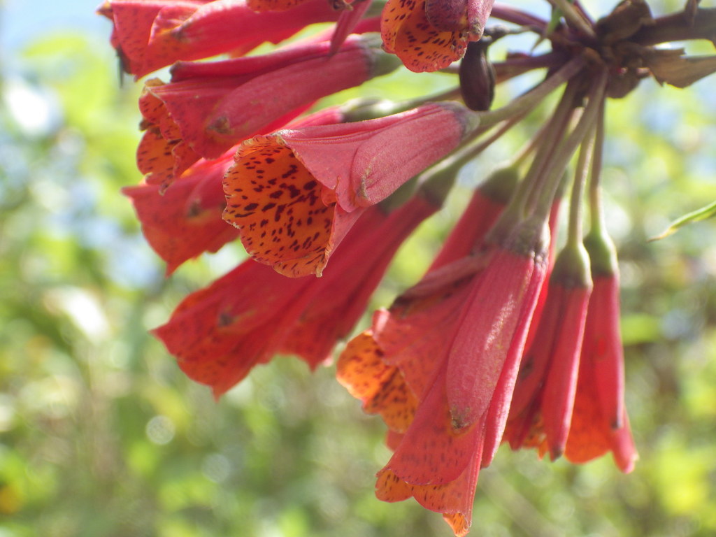 Bomarea multiflora from cotacachi cayapas on August 25, 2019 by ...