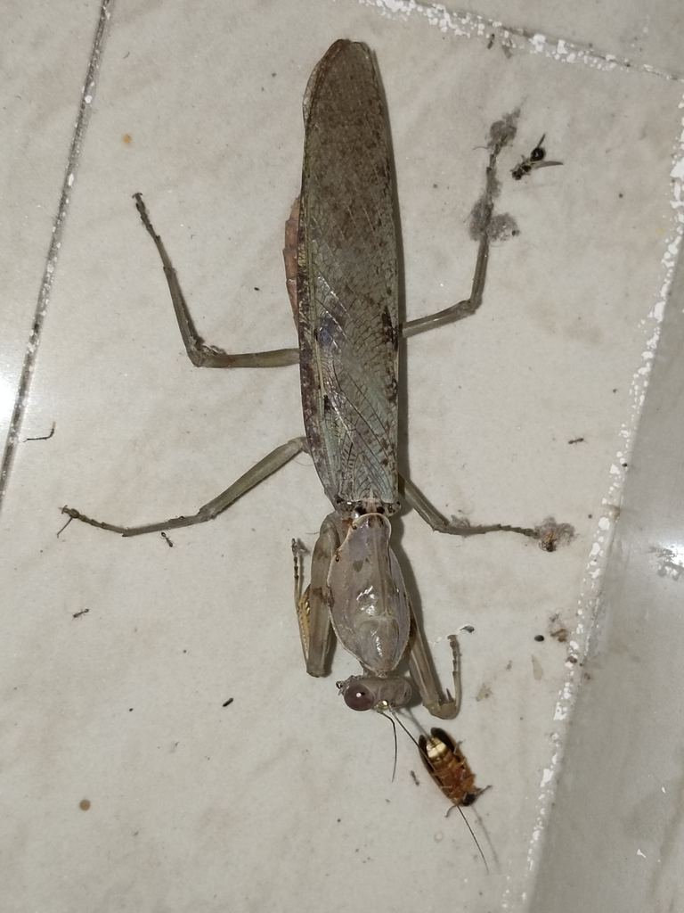 Rhombomantis from PMR6+7M4, Aizawl, Mizoram 796004, India on April 26 ...