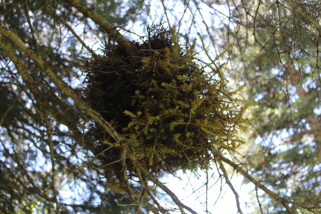 Mistletoes from Ruedi Reservoir, Colorado 81621, USA on August 04, 2019 ...