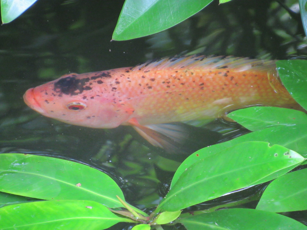 Mozambique Tilapia (Oreochromis mossambicus) - Marine Life Identification
