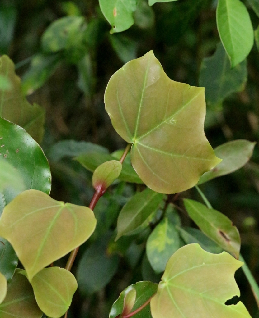 Exbucklandia tonkinensis from Sunset Peak on April 26, 2025 at 04:26 AM ...