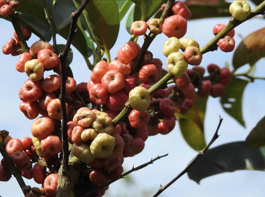 Large-leaved Abacus Plant (Glochidion lanceolarium) - Botanical Realm