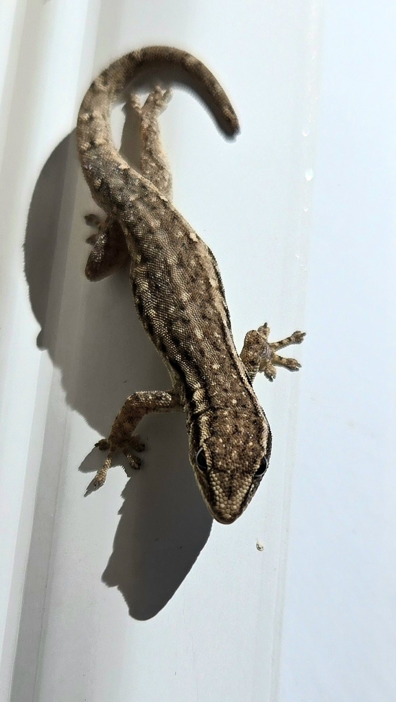 Common Dwarf Gecko from Loerie Park, George, 6529, South Africa on ...