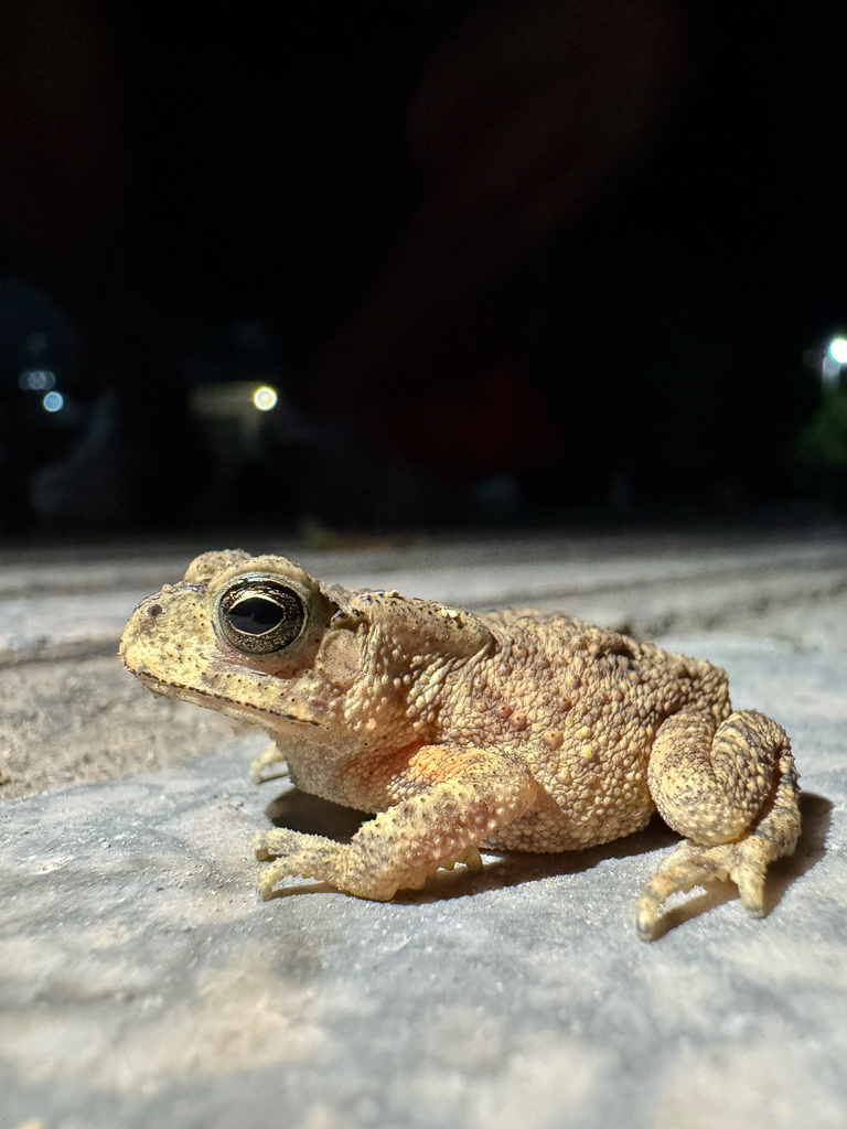 Asian Common Toad from Guilin, CN-GX, CN on April 20, 2025 at 08:52 PM ...