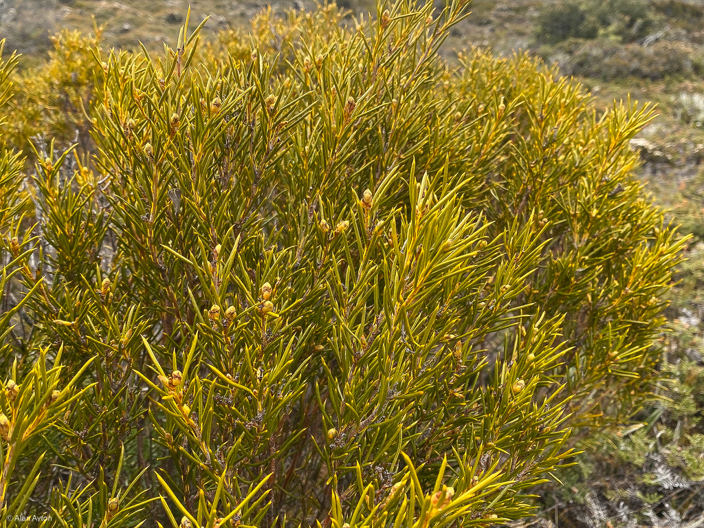 Yellow Bush from Mount Field TAS 7140, Australia on December 8, 2022 at ...