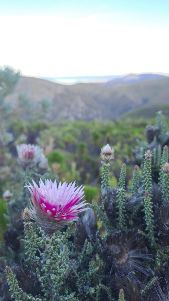 Cape everlasting from Onrus River, Onrus, 7201, South Africa on April ...