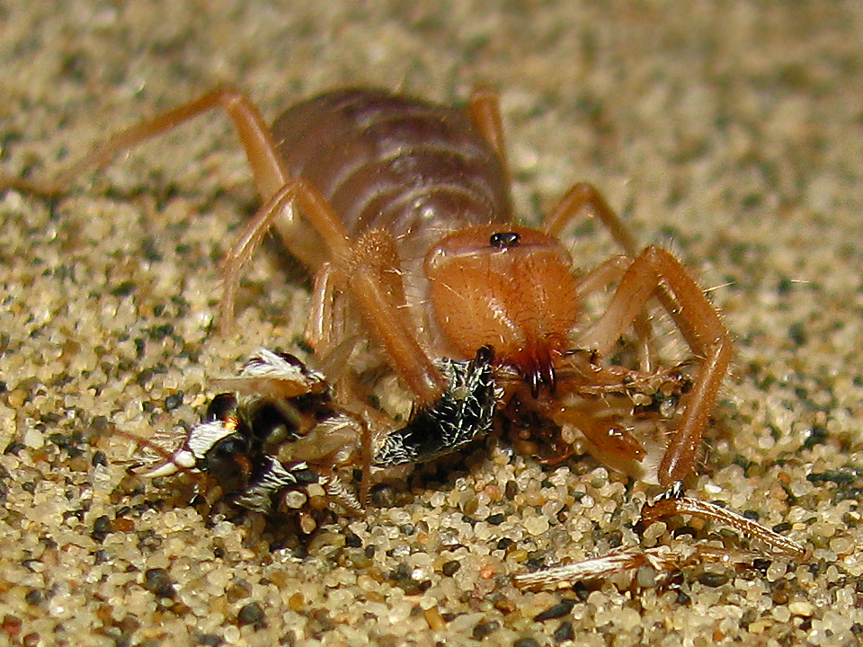 Eremobates docolora from CFB Suffield on July 26, 2009 at 02:06 AM by ...