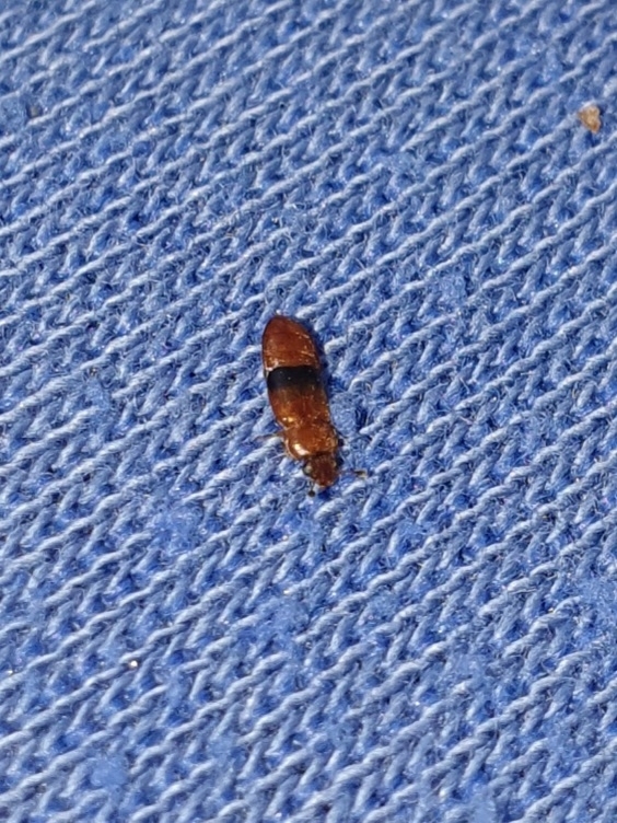 Insects from Cambroon QLD 4552, Australia on April 27, 2025 at 02:20 PM ...