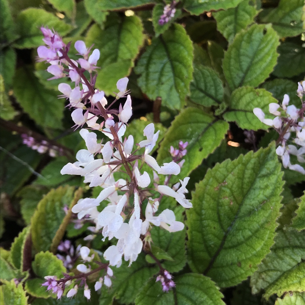 Speckled spur-flower from North Island / Te Ika-a-Māui, Wellington ...