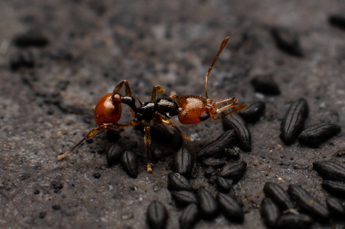 Orectognathus rostratus · iNaturalist