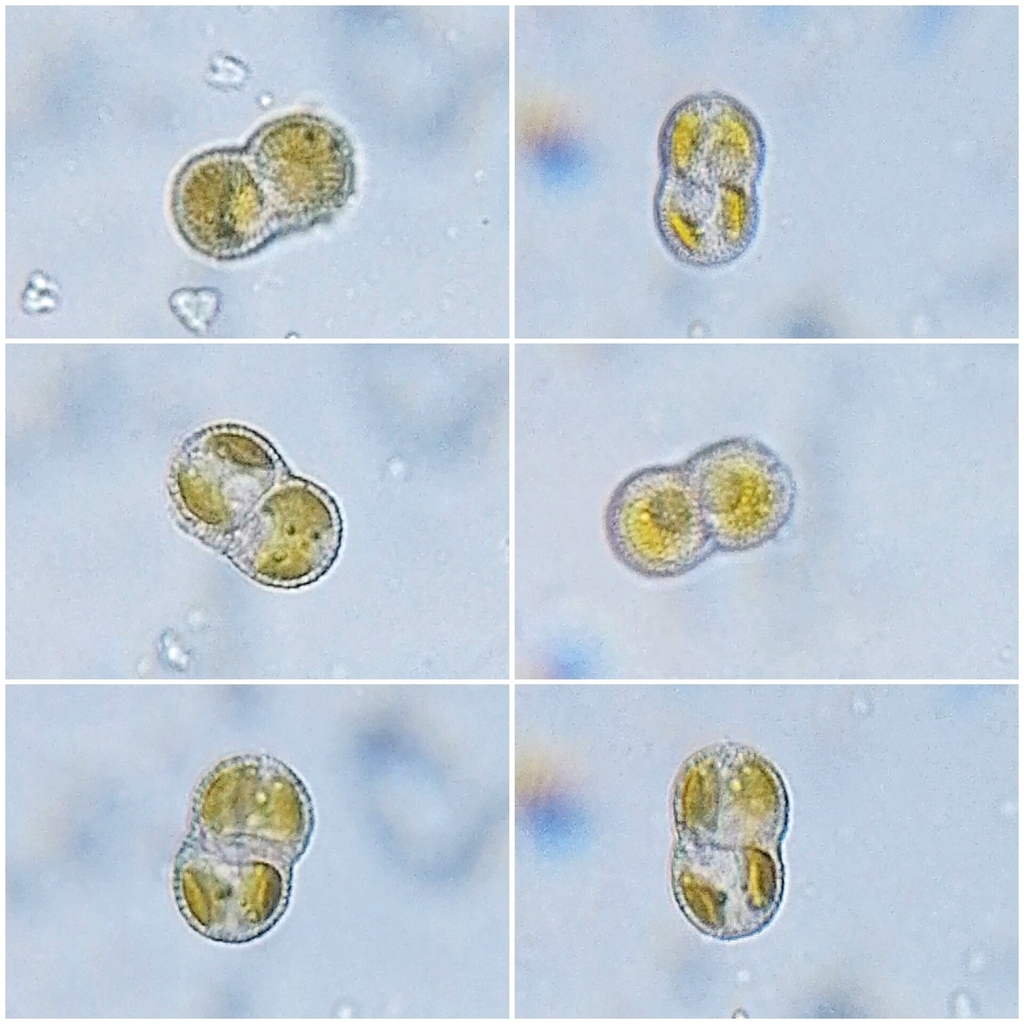 Hymenomonas from Нижняя Ельцовка on September 29, 2024 by onotole. From ...