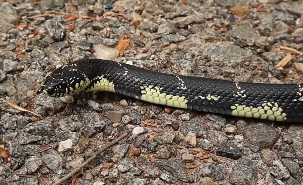 Eastern Kingsnake from Soperton, GA 30457, Estados Unidos on April 27 ...
