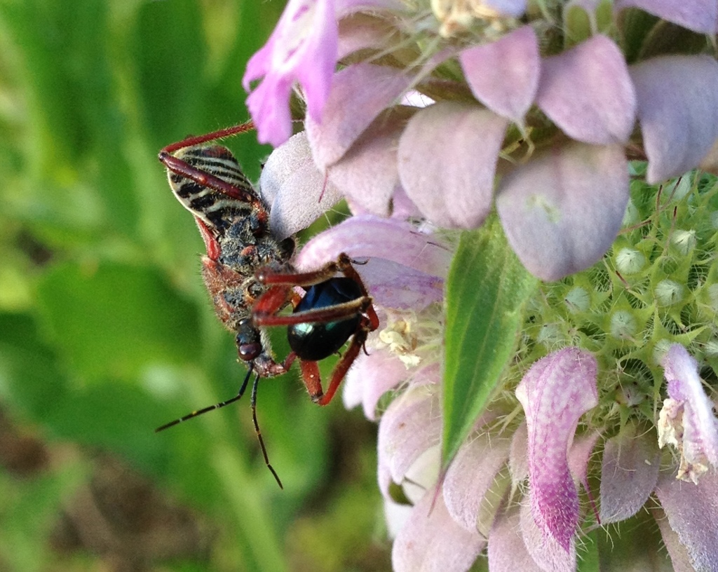 Plains Bee Assassin from Houston Arboretum & Nature Center, Houston, TX ...