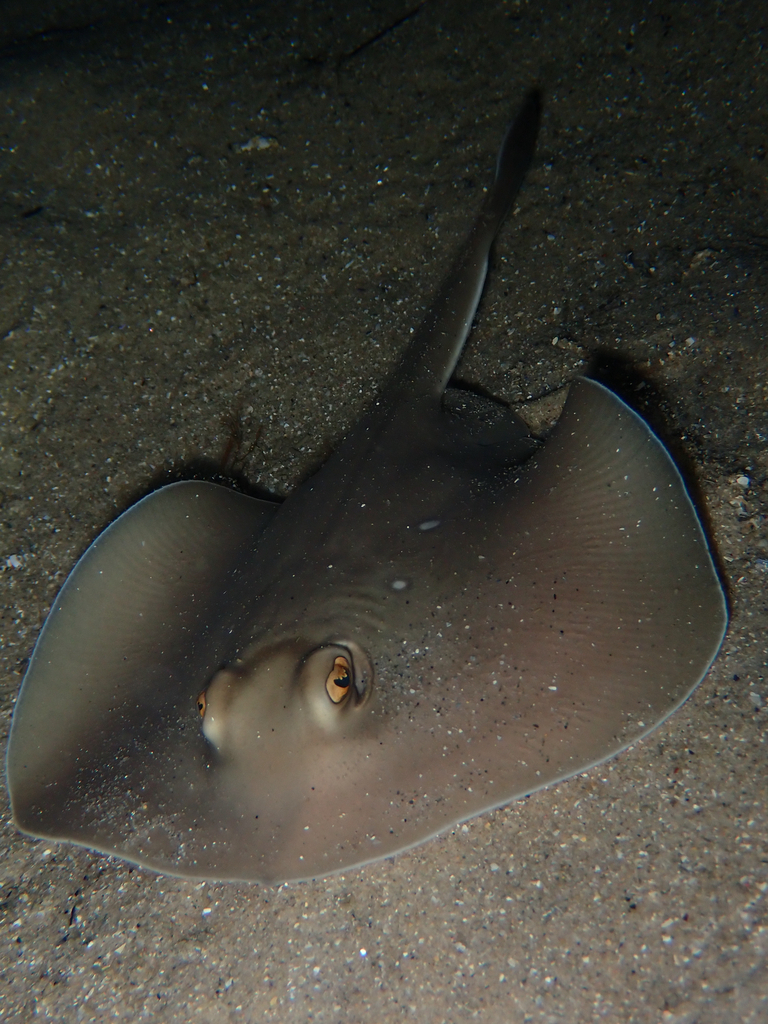 Sparsely-spotted Stingaree from Rye, VIC, AU on April 26, 2025 at 05:33 ...