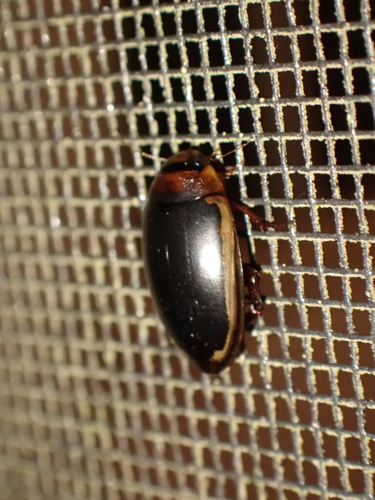Hydaticus bimarginatus from Dunedin, FL, USA on April 26, 2025 at 10:43 ...