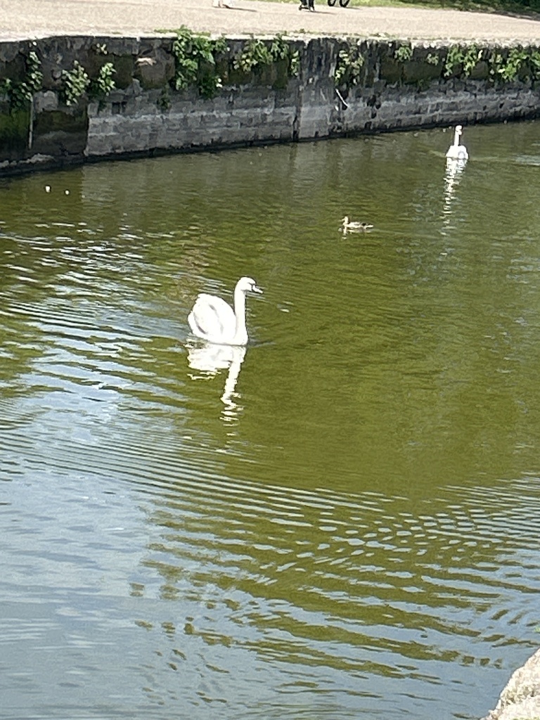 Mute Swan from Halton, England, GB on April 27, 2025 at 12:52 PM by ...