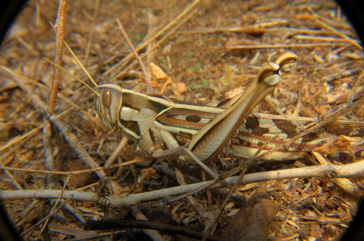 Cyrtacanthacris tatarica tatarica