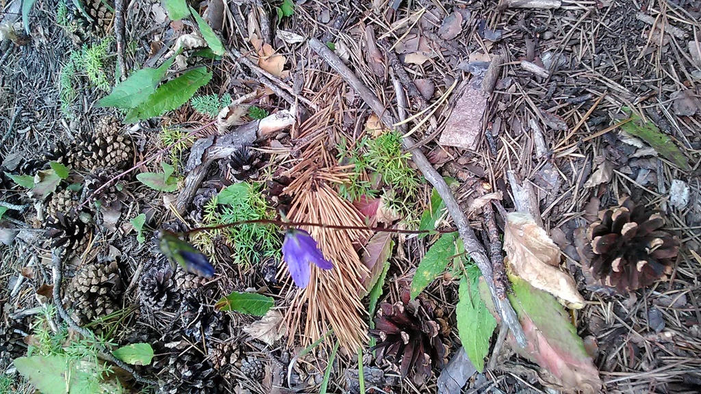 bellflowers from Karachayevskiy rayon, RU-KC, RU on August 24, 2019 at ...