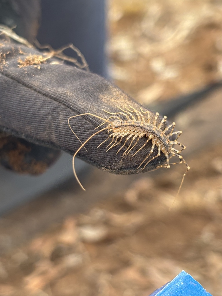 Long-legged Centipedes from frahns farm on April 23, 2025 by shantivd ...