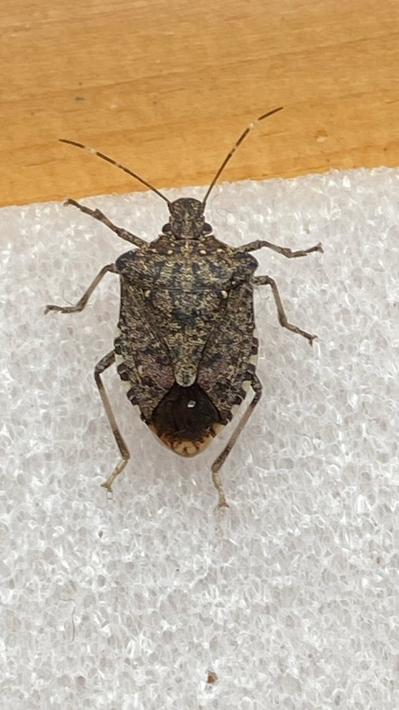 Brown Marmorated Stink Bug from Hitchcock Rd, Putney, VT, US on April ...