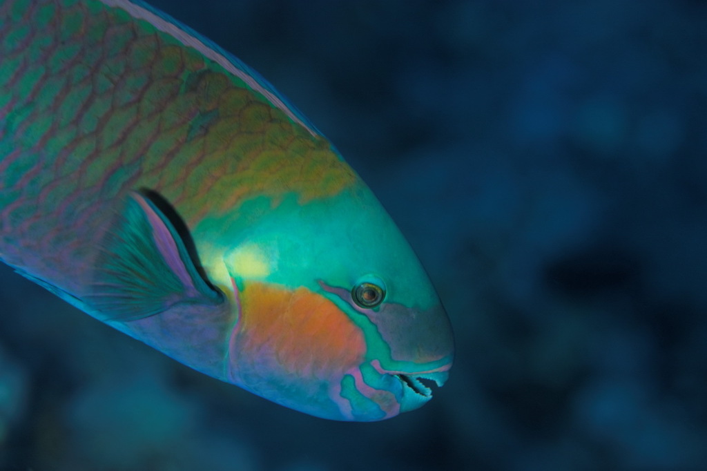 (Chlorurus) - Marine Life Identification