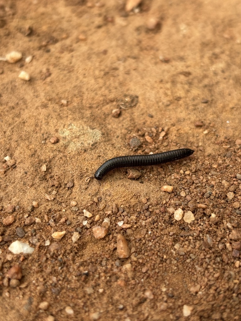 Portuguese Millipede from frahns farm on April 22, 2025 by shantivd ...