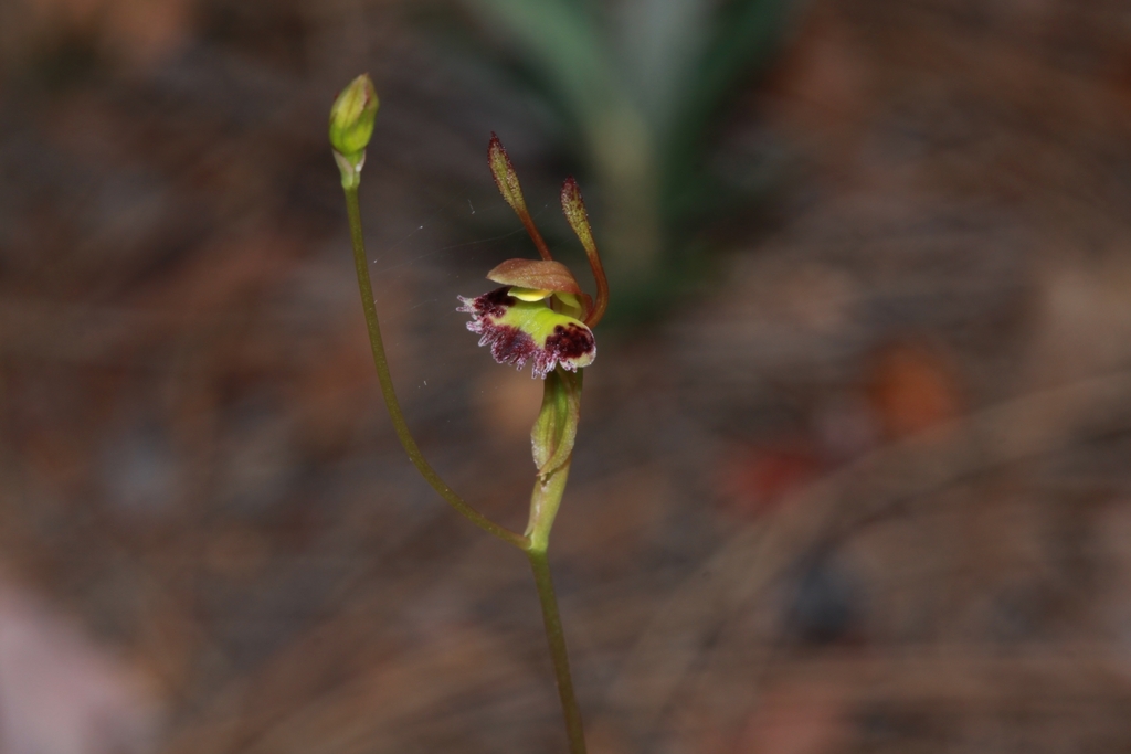 Hare Orchid in April 2025 by Jamie Lee · iNaturalist