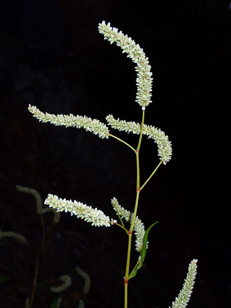 pale smartweed (Denver-Boulder Metro Area: Yellow, White and Green ...