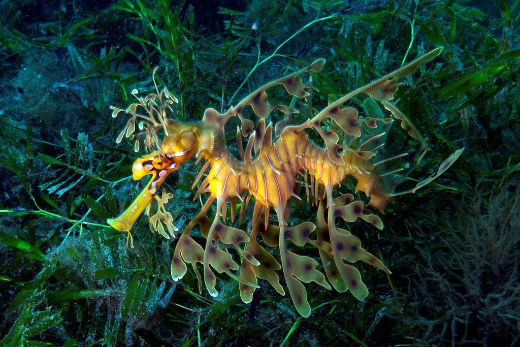 Leafy Seadragon (Phycodurus eques) - Marine Life Identification
