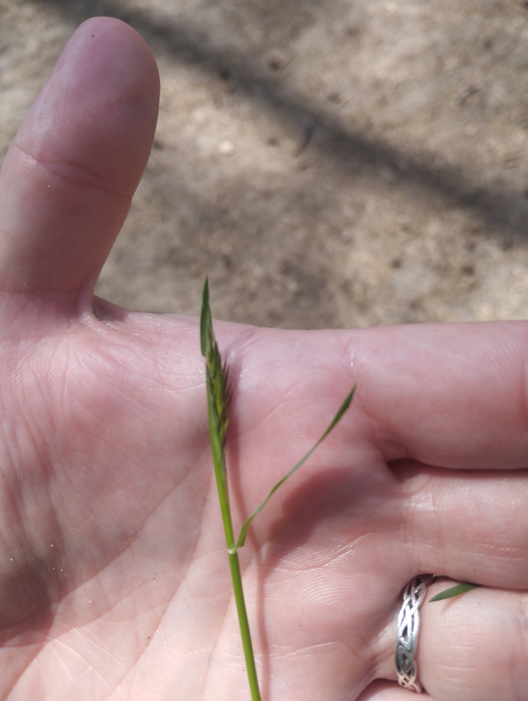 sweet vernal grass from Formby, Liverpool L37 1LB, UK on April 27, 2025 ...