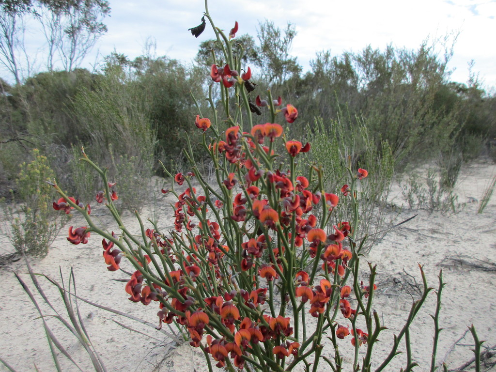 Leafless Bitter-pea (Daviesia brevifolia) - Botanical Realm