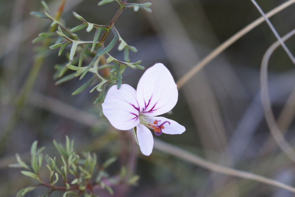 Corianderleaf Storksbill from Gustrow, Strand, Western Cape, ZA on ...