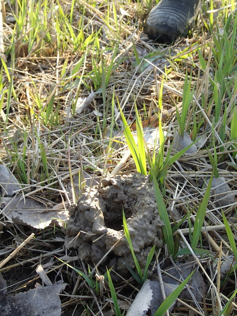 Digger Crayfish in April 2025 by Dr. Premek Hamr · iNaturalist