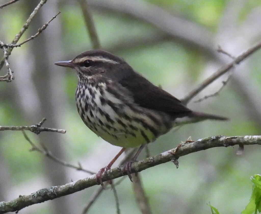 Northern Waterthrush from Bluff Rd. at Clack Branch, Lawrence County ...