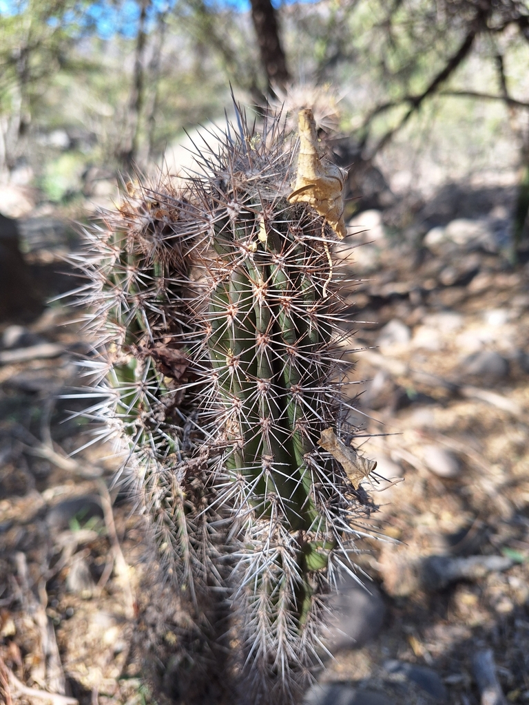 Cardón desde 23893 B.C.S., México el 25 de abril de 2025 a las 08:08 AM ...