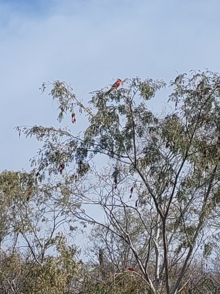 Northern Cardinal from Los Cabos, MX-BS, MX on April 27, 2025 at 07:31 ...
