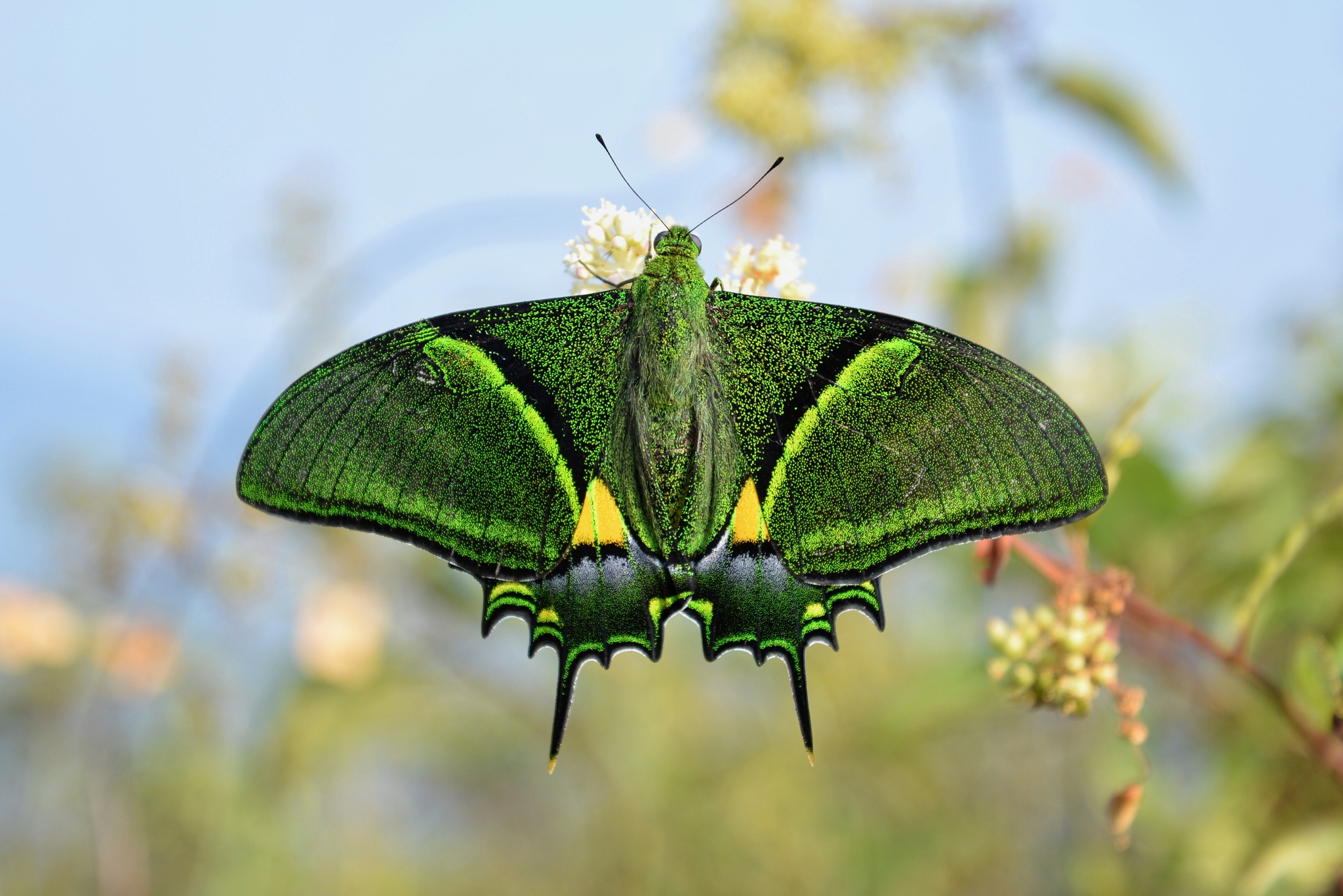 Teinopalpus aureus Mell, 1923