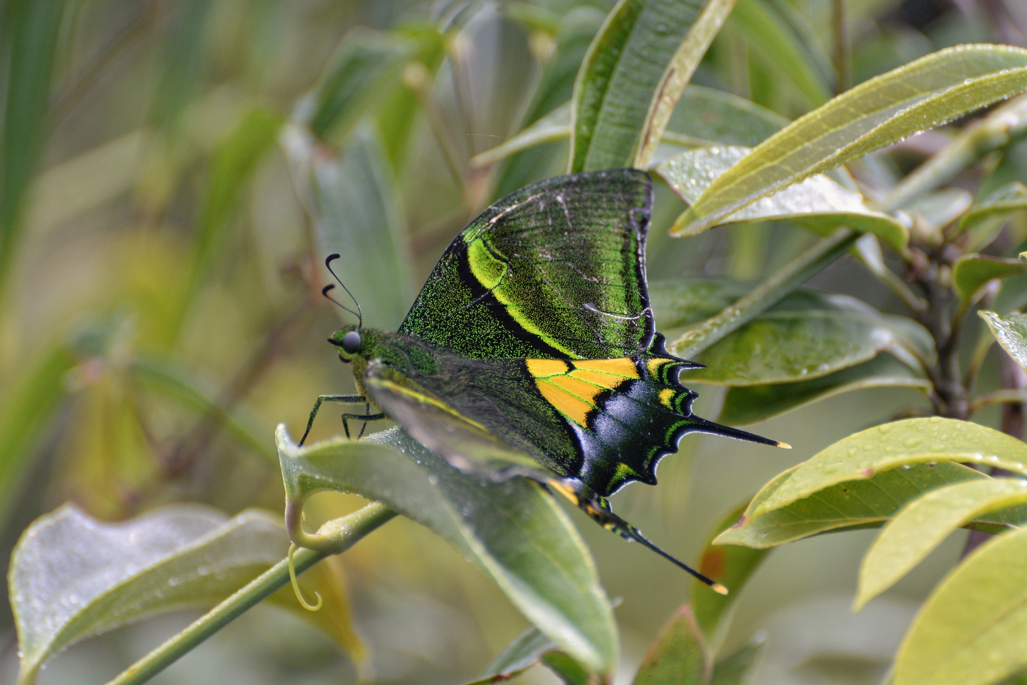 Teinopalpus aureus Mell, 1923