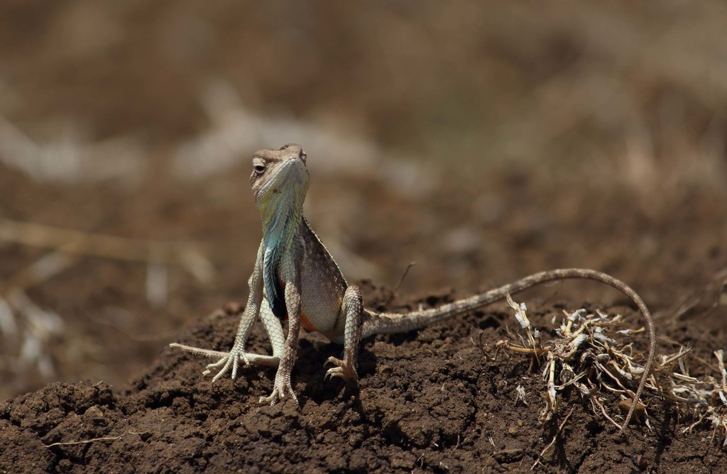 Superb Large Fan-throated Lizard (Sarada superba) - Snakes and Lizards