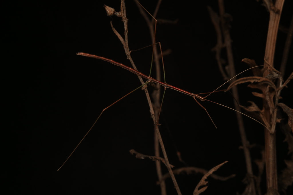 Sydney Stick Insect from Melbourne VIC, Australia on April 27, 2025 at ...