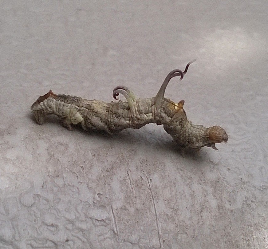 Horned Spanworm Moth (Caterpillars of Ontario) · iNaturalist