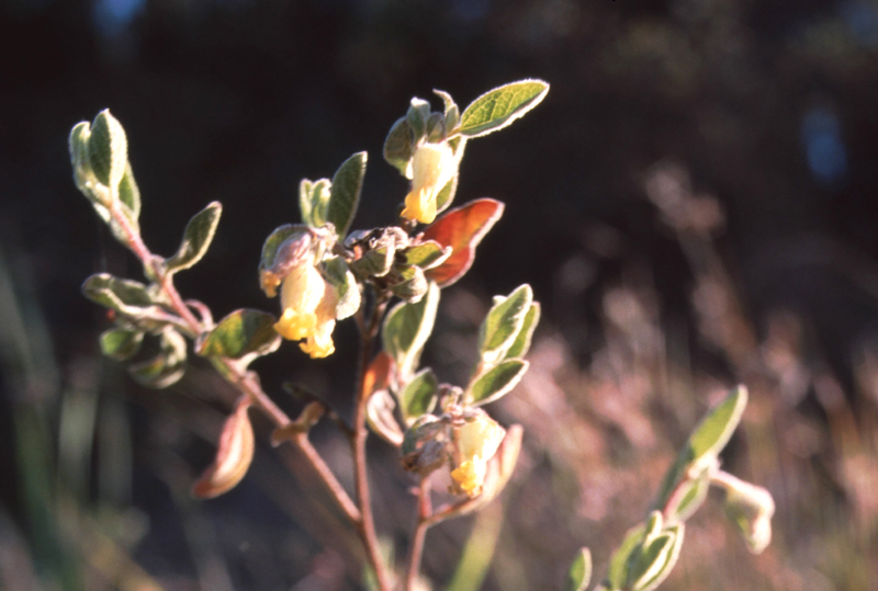 Hermannia salviifolia from Ballot's Bay & Heights, Eden, South Africa ...