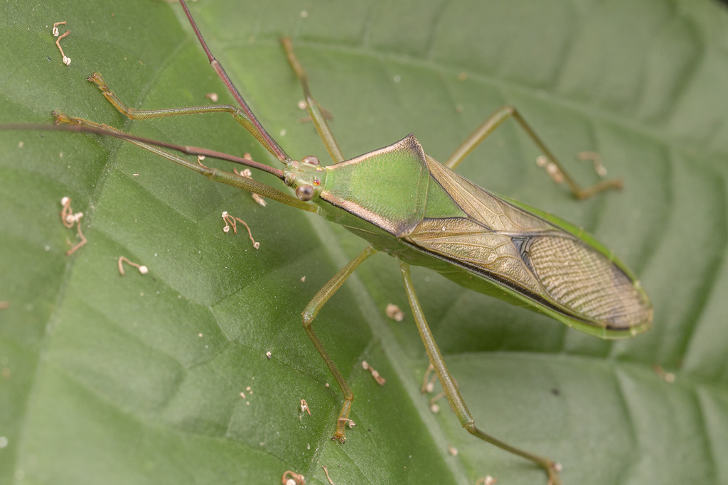 某同缘蝽 (版纳植物园的蝽) · iNaturalist