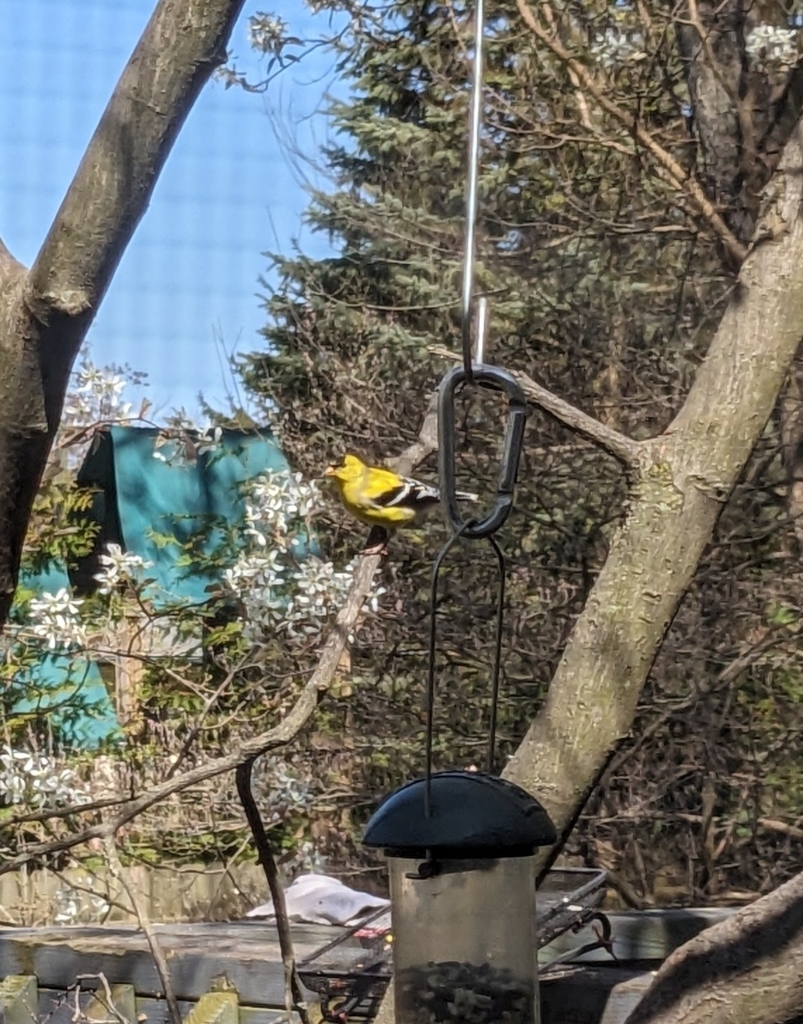American Goldfinch from Holland Township, MI, USA on April 27, 2025 at ...