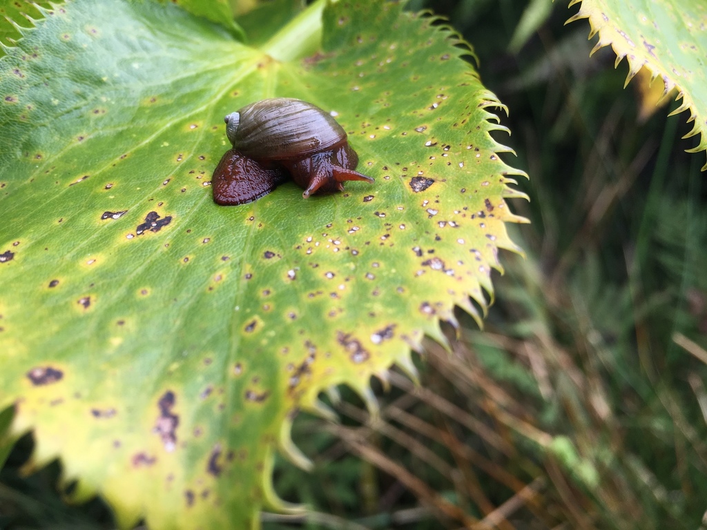 Blushing Snail in November 2018 by Danielle Frohlich · iNaturalist