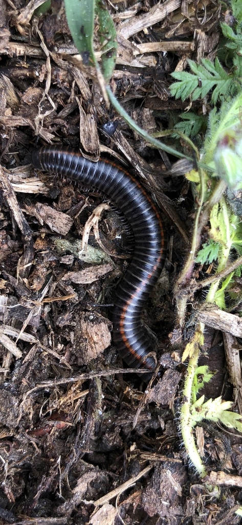 Megaphyllum unilineatum from Visaltia, Visaltia, Serres, GR on August ...