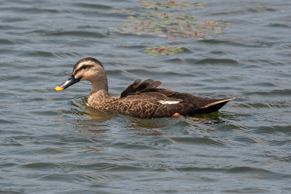 Eastern Spot-billed Duck from Yelizovsky District, Kamchatka Krai ...