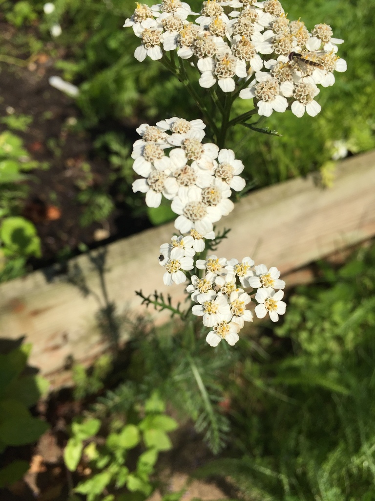 common yarrow from Great Britain, Swanley, England, GB on August 26 ...