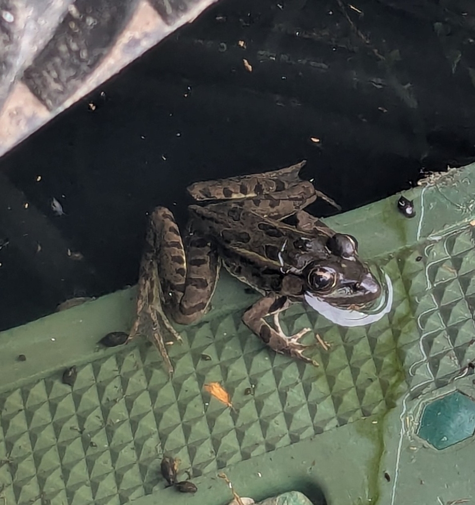 Southern Leopard Frog from Pelican Island, Galveston, TX, USA on April ...