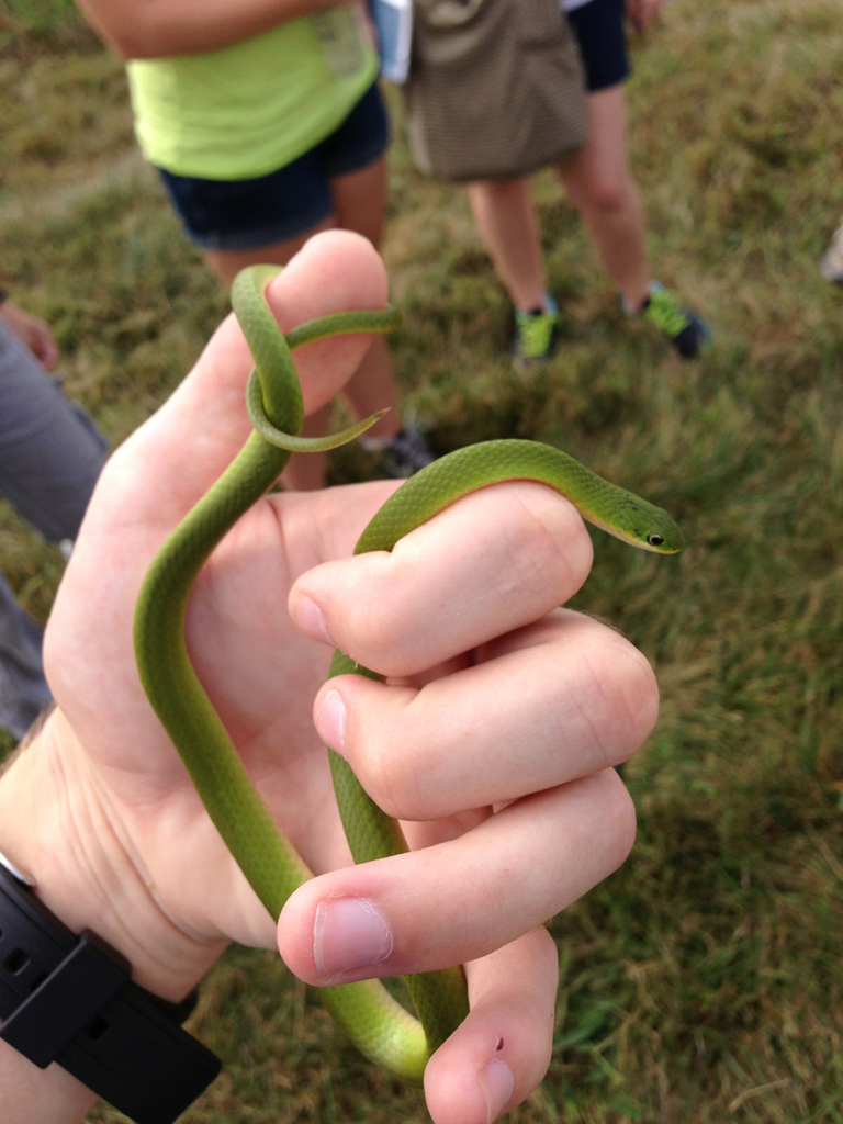 Smooth Greensnake in September 2013 by Rhett Rautsaw. First smooth ...